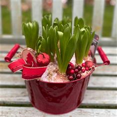 White Hyacinth in red tin display