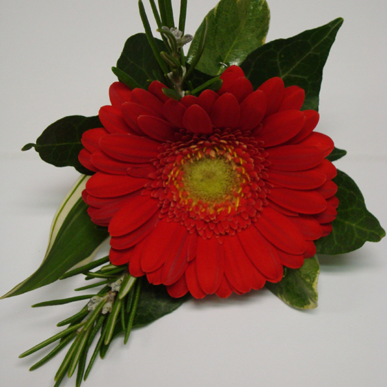 Red Germini Buttonhole Perfect Moment-Flowers Ltd Welwyn Garden City